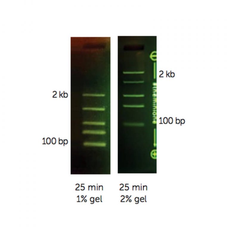 0.2 ml Thin-Walled PCR Tubes (M6100) • MiniOne Systems