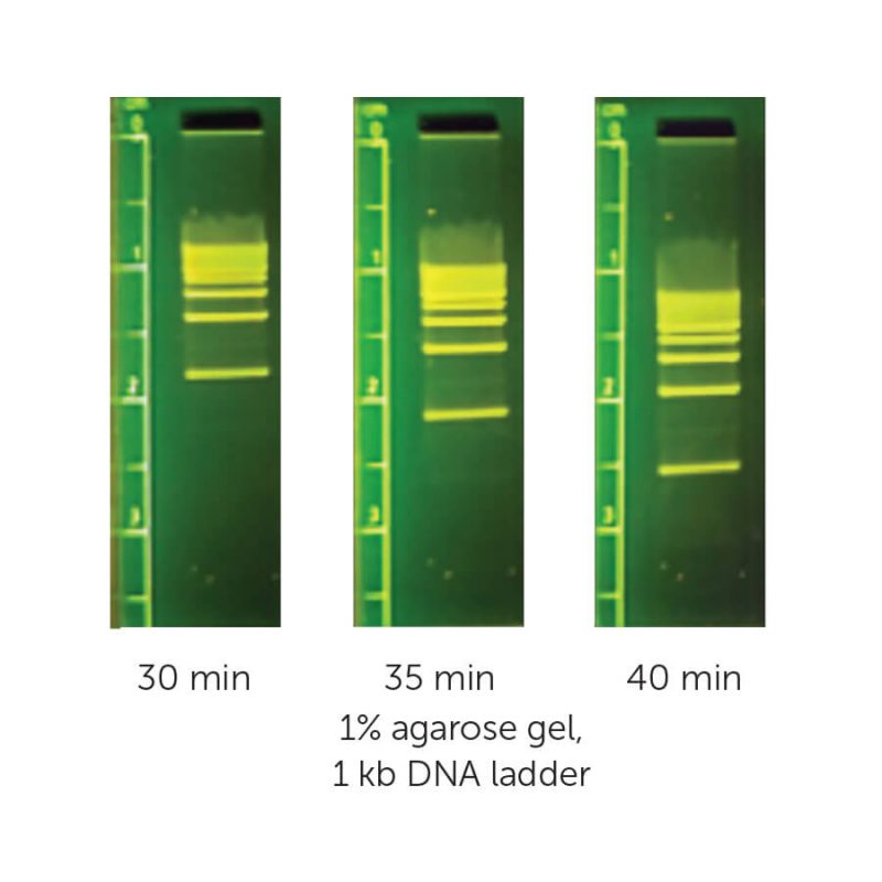 1 kb DNA Ladder (M3116) • MiniOne Systems