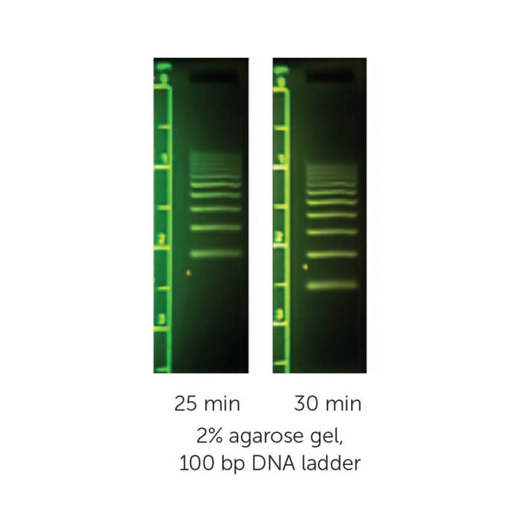 100 bp DNA Ladder (M3117) • MiniOne Systems